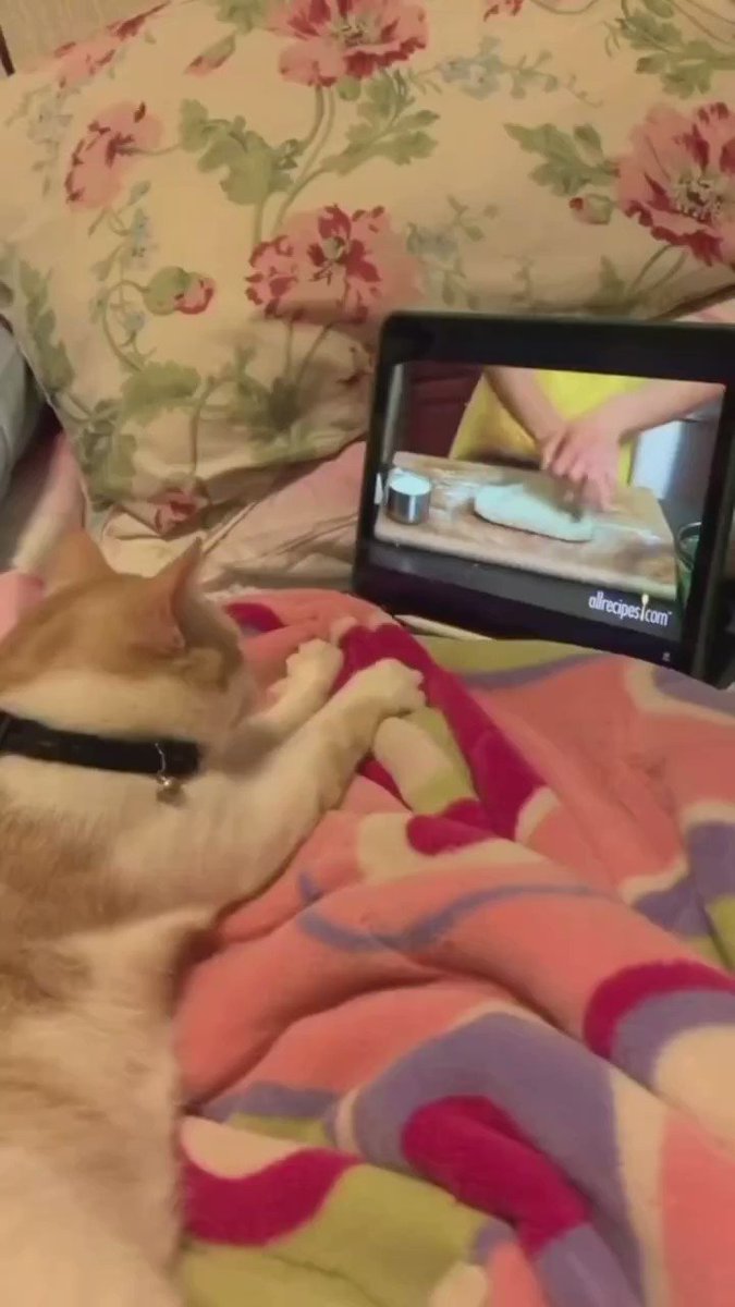 smol silly cat on Twitter: