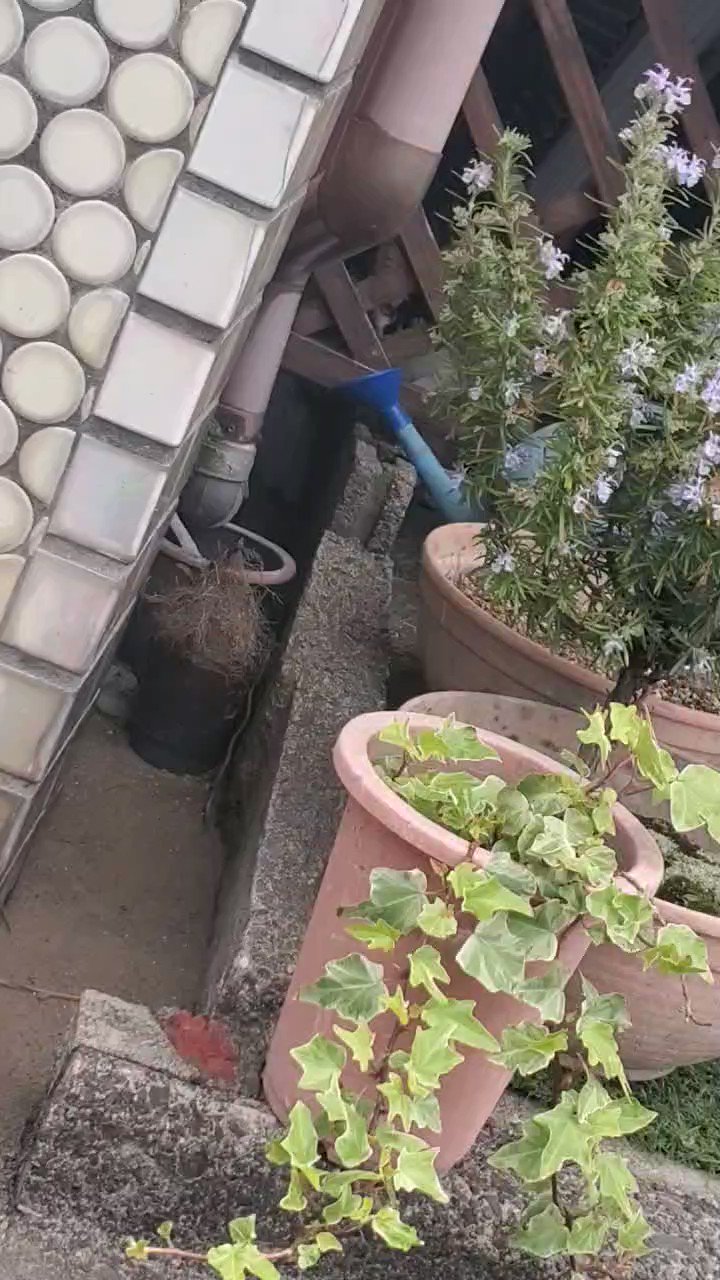 柴咲 (@honeybee_42) / Twitter