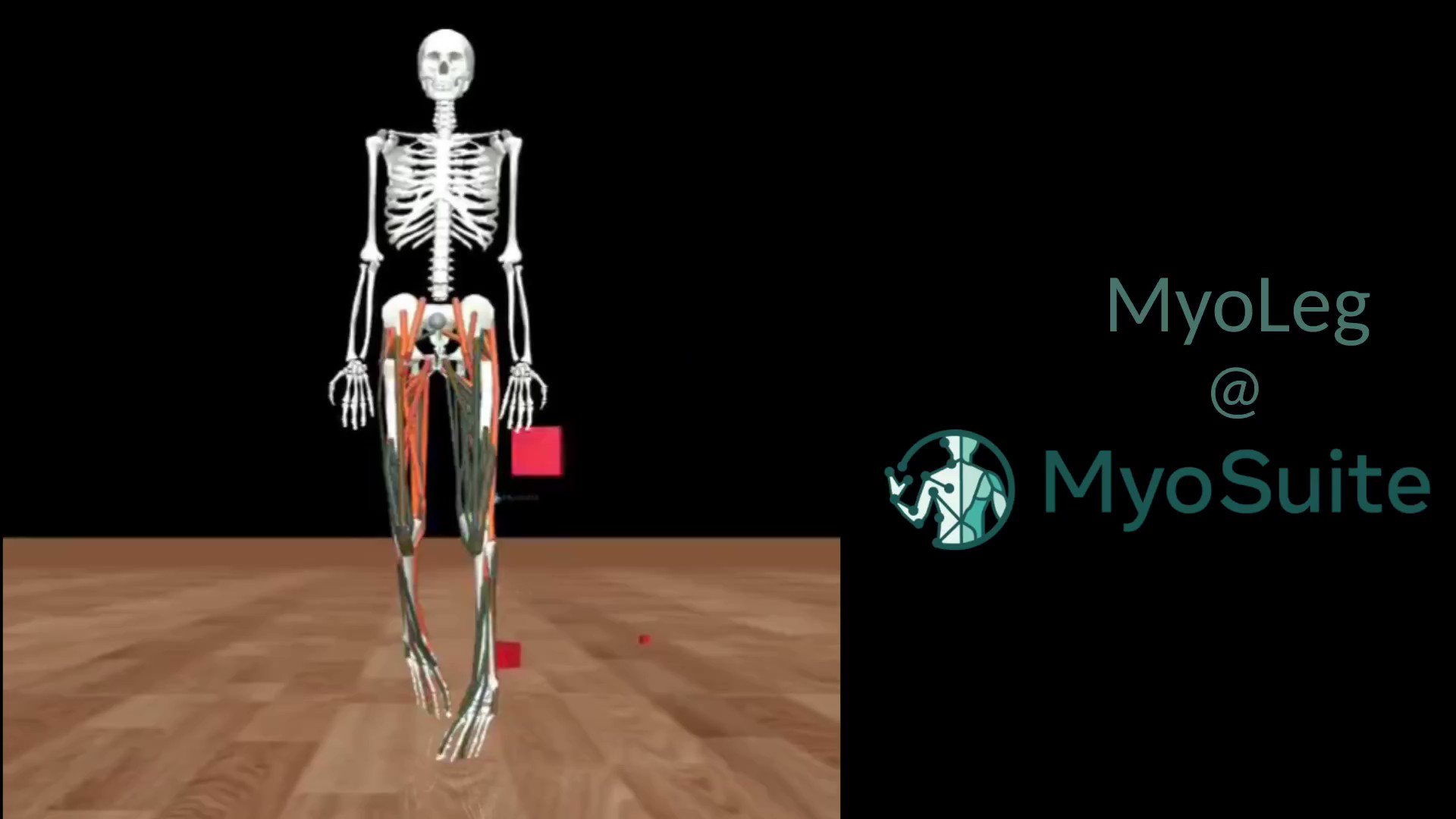 MyoSuite on Twitter: "🔥#𝗠𝘆𝗼𝗦𝘂𝗶𝘁𝗲 1.6🔥 Announcing gait controller(s) for #MyoLeg (80 muscles, 20 ...