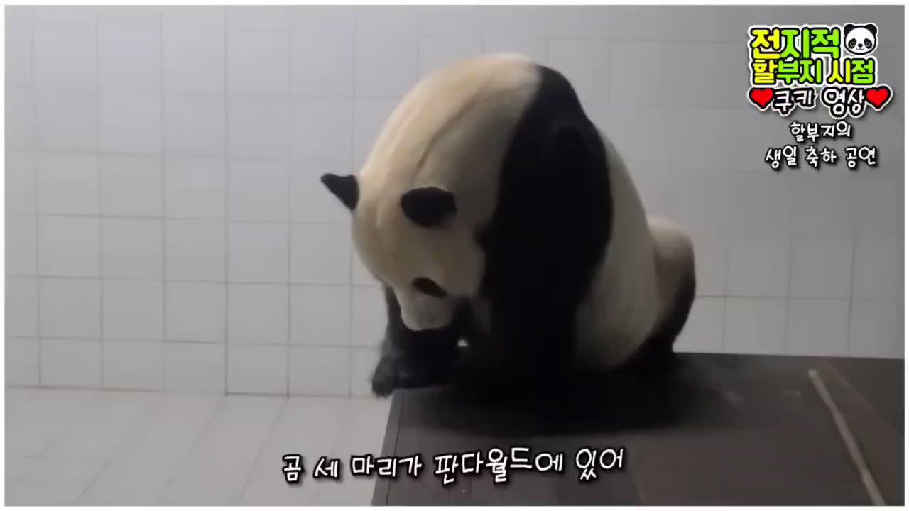 바오 On Twitter 곰 세 마리 강바오ver 곰 세 마리가 판다월드에 있어 러바오 아이바오 푸바오 🐼러바오는 뚱뚱해 🐼아이바오도 뚱뚱해 🐼푸바오는 뚠뚠해