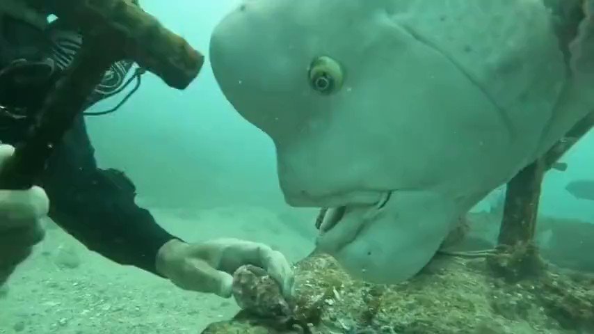 Sérgio A J Barretto On Twitter Mas E Esse Peixe
