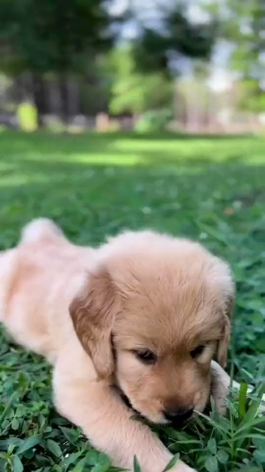 Alex on Twitter: "RT @puppies_video: Adorable puppy are so cute 🤗🥰🤗🥰"