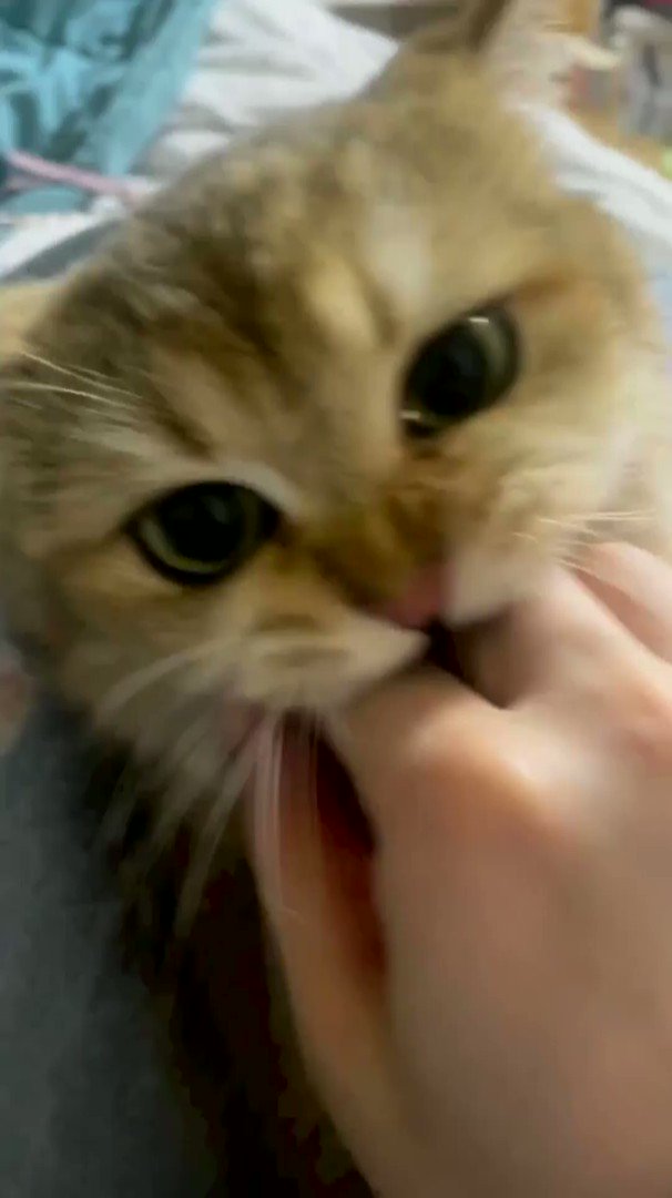 Punch Cat on Twitter: