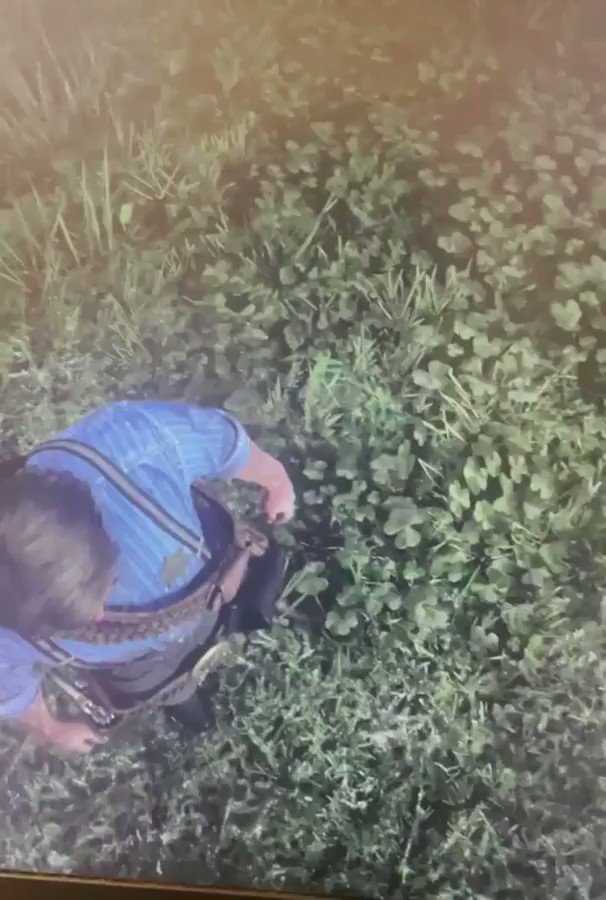 Типичный программист on Twitter: "Как «умирает» видеокарта:"