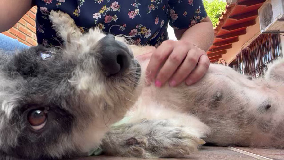 Marcando Huellas on Twitter: "Furi sigue buscando un hogar, ni una sola persona nos pregunto por ...