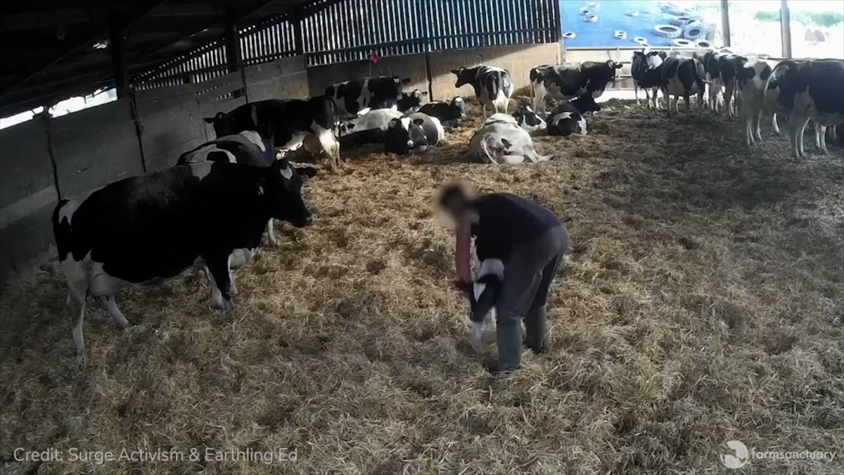 Farm Sanctuary on Twitter: "RT @AliciaSilv: Today is #WorldMilkDay, a day set aside to celebrate ...