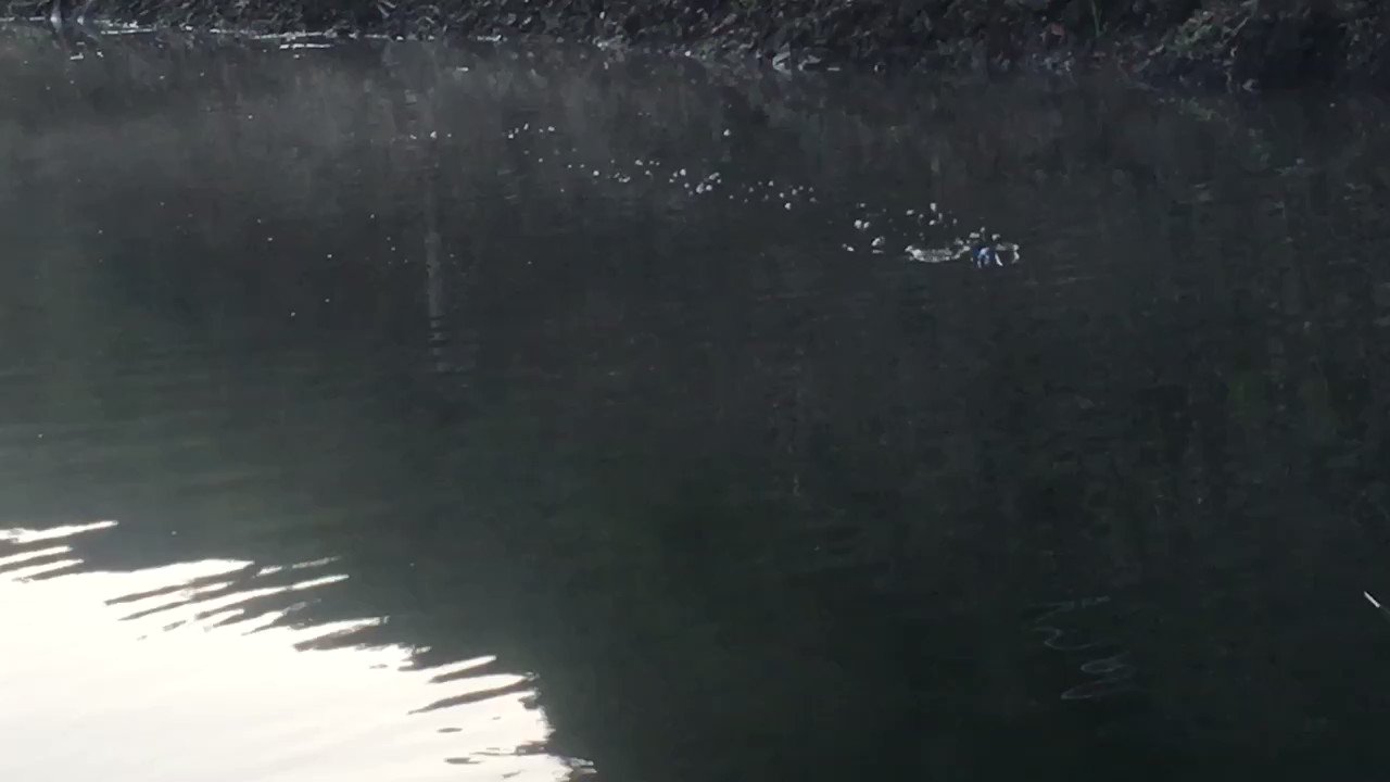 ナナ (@roku_maru_nana) / Twitter