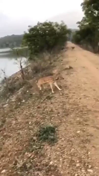 Daily Loud On Twitter Slow Motion Deer Jump