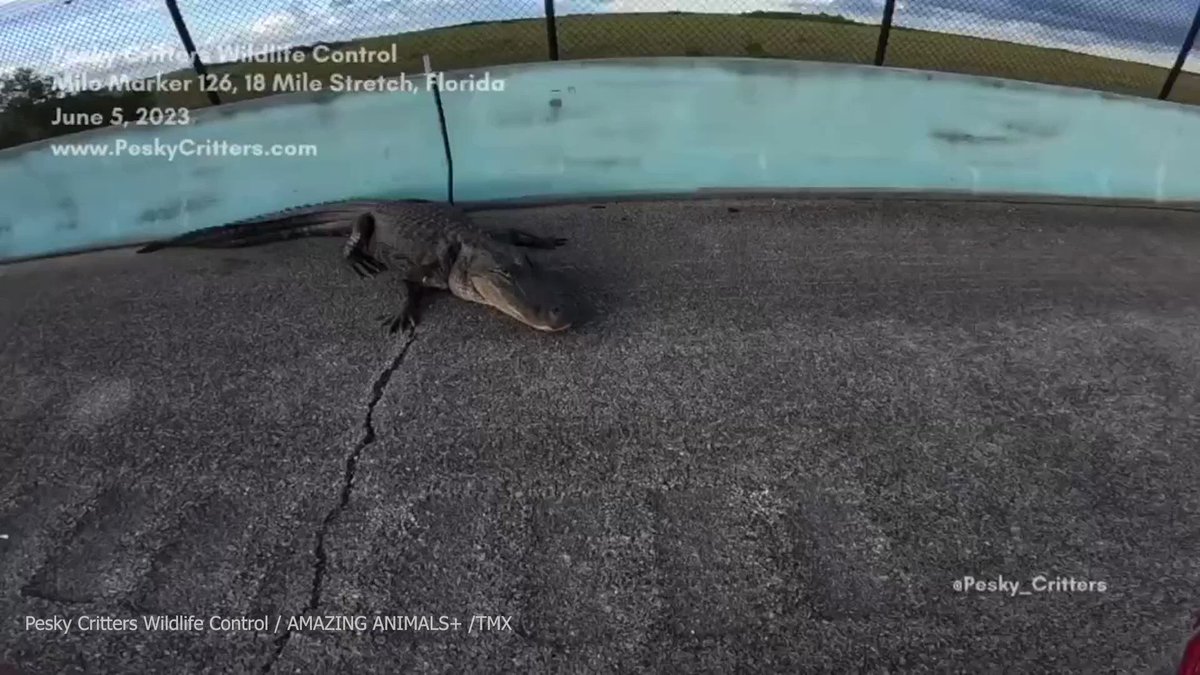 WFLA NEWS on Twitter: WFLA NEWS on Twitter: