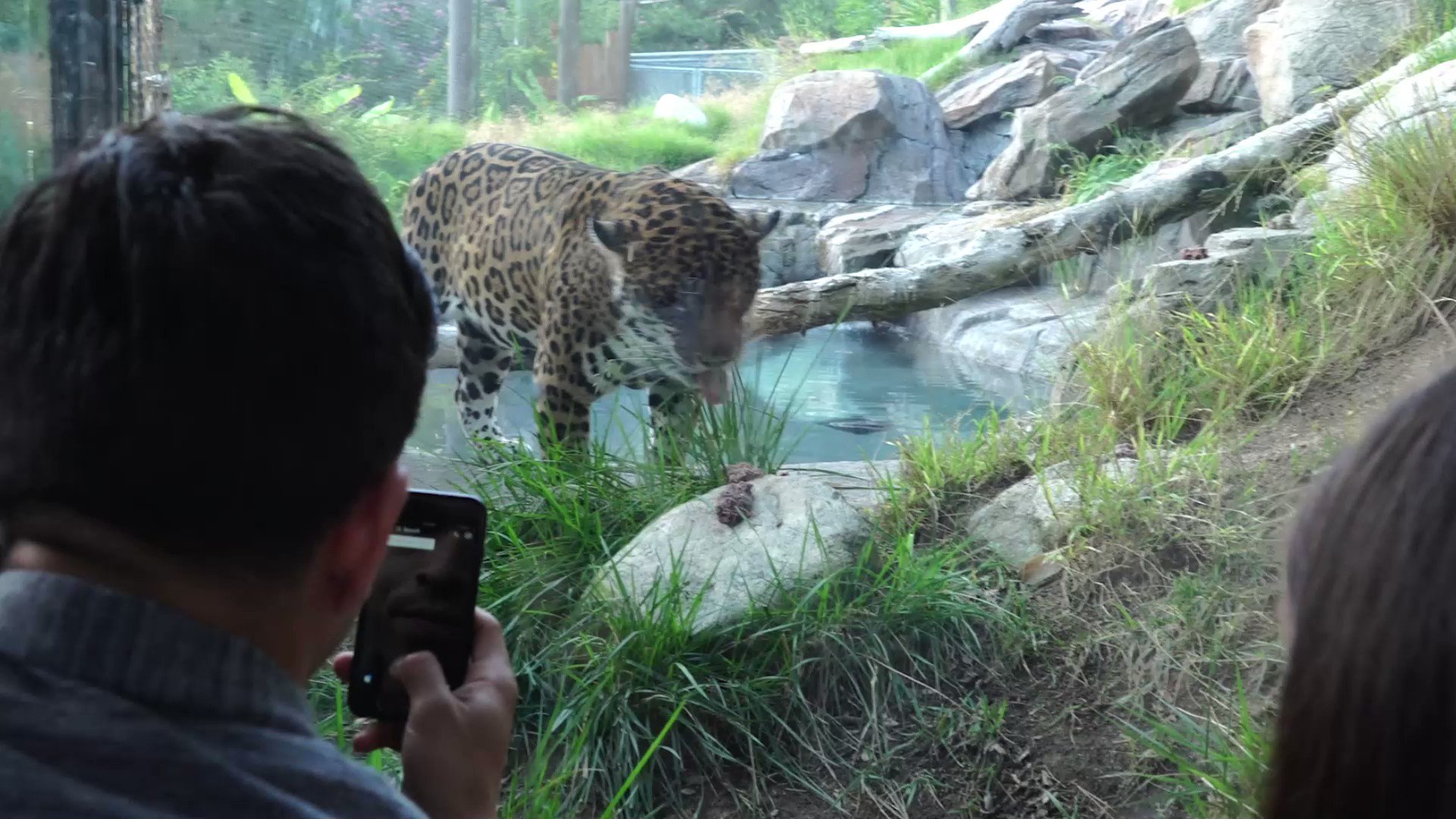 Los Angeles Zoo on Twitter: "Roaring Nights returns for one night only with a totally tubular ...