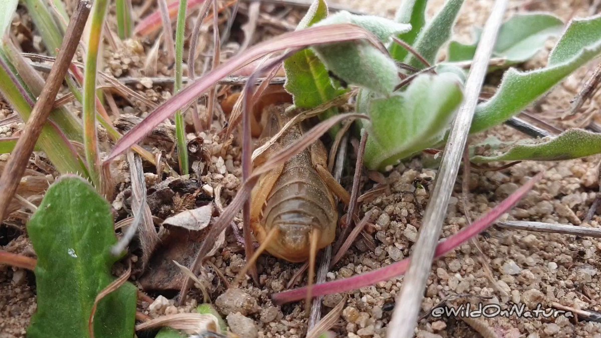 EntomoDaily on Twitter: EntomoDaily on Twitter: