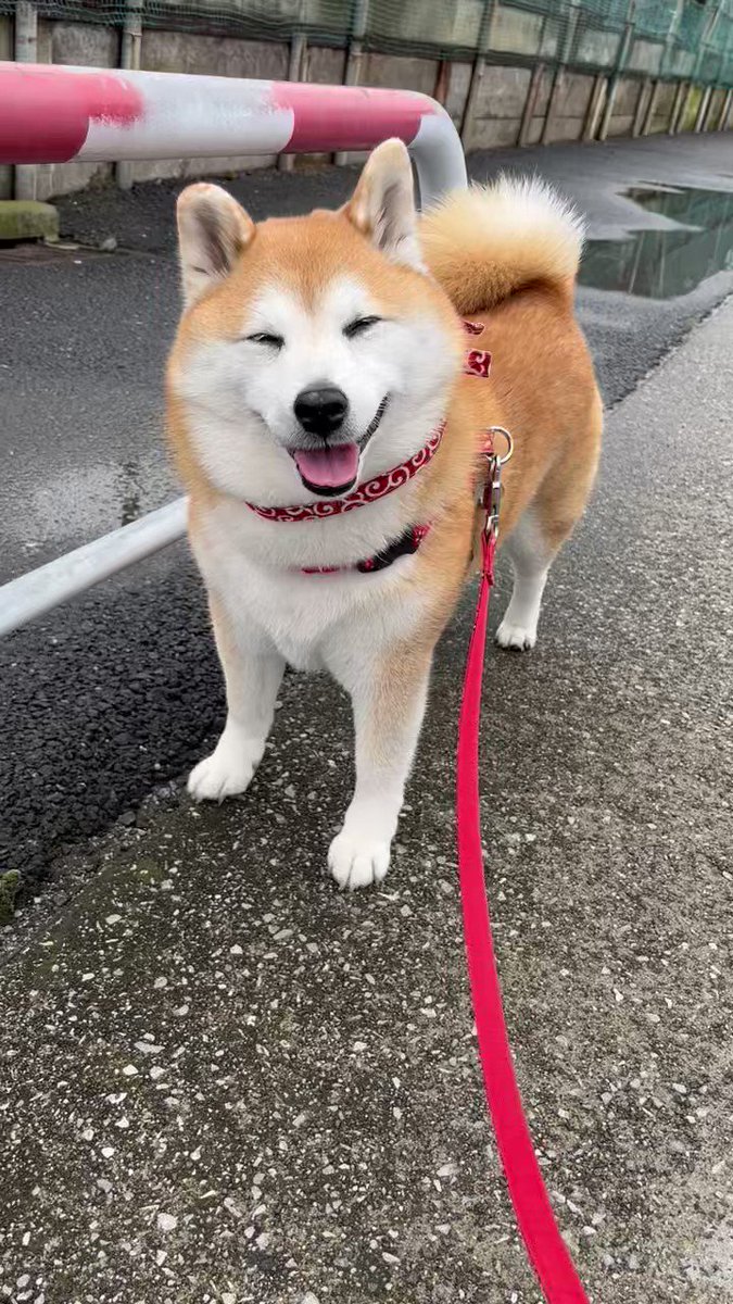祥and柴犬のまるちゃん On Twitter 今日もwin Winな関係です🫶 犬のいる暮らし 柴犬 