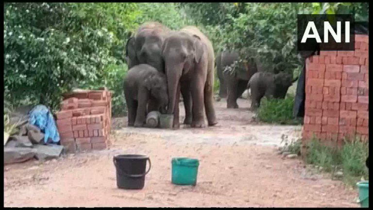 ANI on Twitter: "#WATCH | Andhra Pradesh: A herd of 7 elephants entered Pujariguda village in ...
