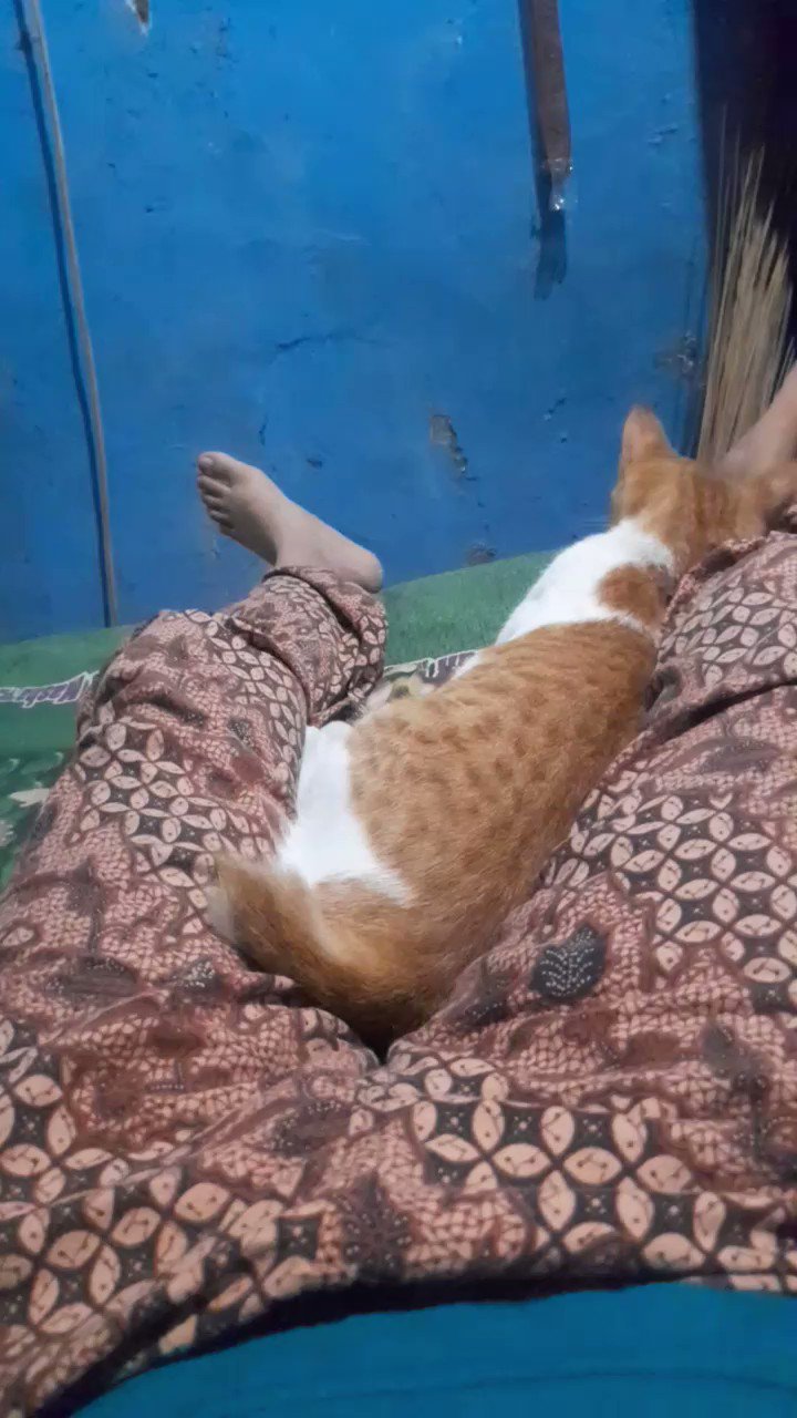 e s c e k e k🦋 (@catspiww) / Twitter