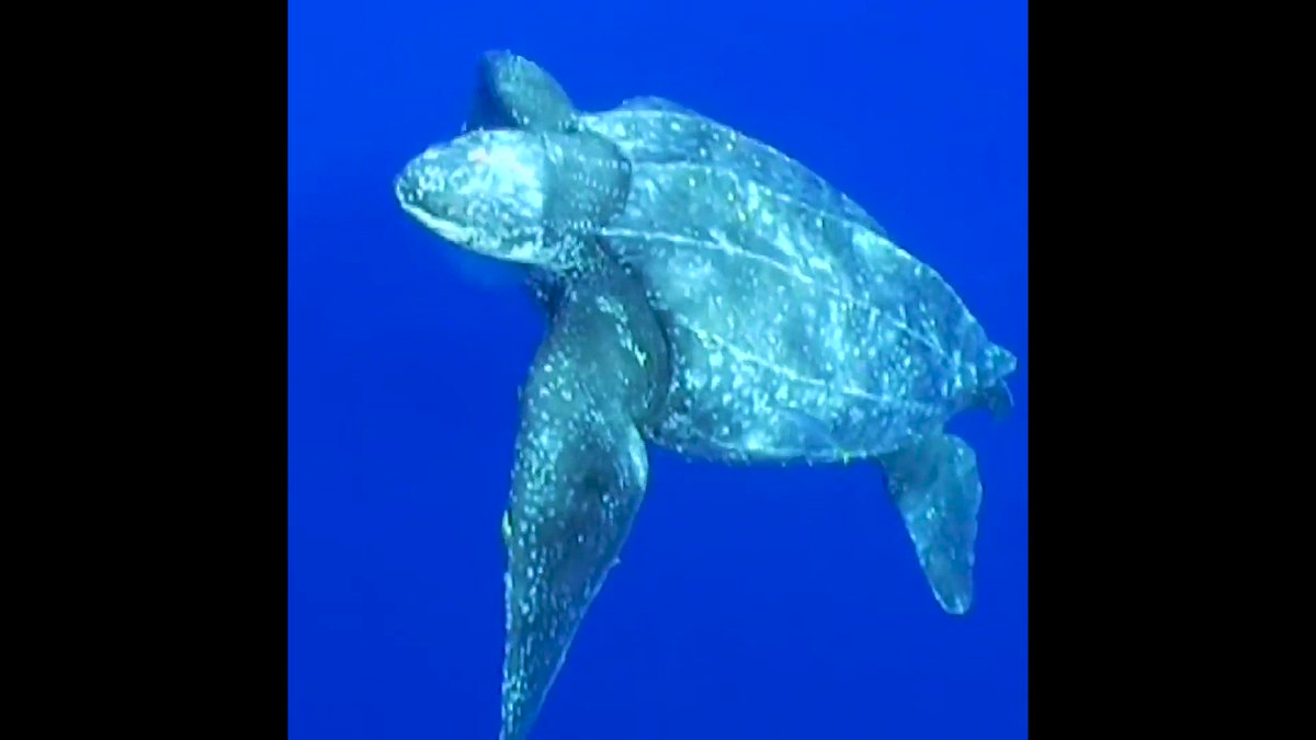 NOAA Fisheries on Twitter: NOAA Fisheries on Twitter: