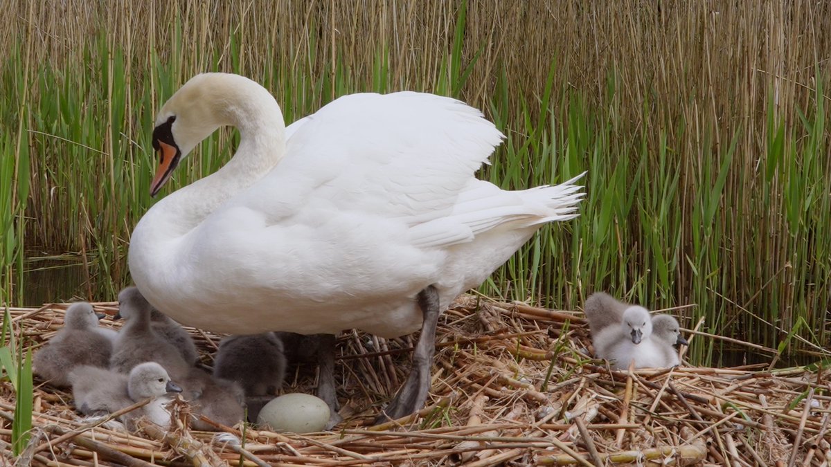 Robert E Fuller on Twitter: "At just two days old the swan cygnets went for their first swim 🦢🐤🐤 ...
