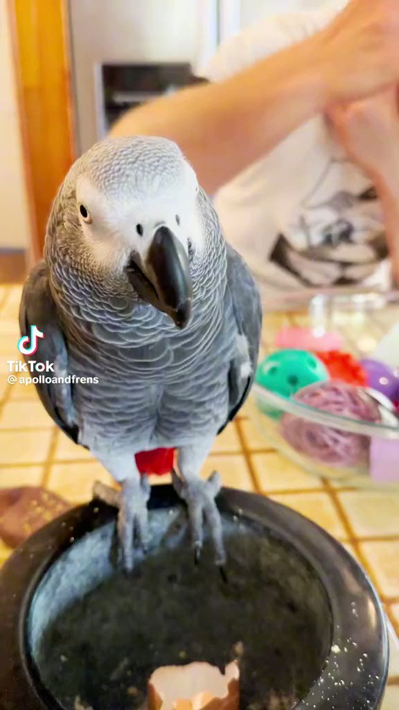 Something You Cant Pronounce On Twitter Parrots Have The Intellect Of A 3 Year Old something-you-cant-pronounce-on-twitter-parrots-have-the-intellect-of-a-3-year-old