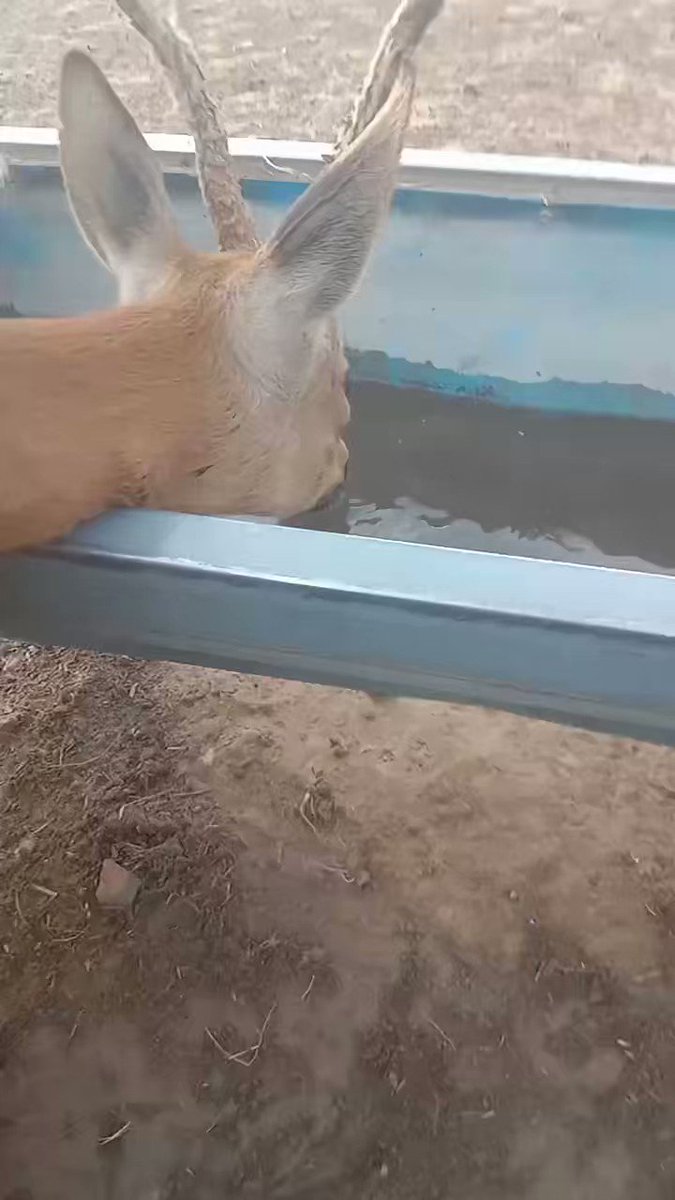 Үзэмчин бүсгүй On Twitter Зээр гөрөөс гээд их л адилхан бхын Би ялгаж танихгүй Ялгааг нь