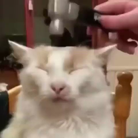 smol silly cat on Twitter: