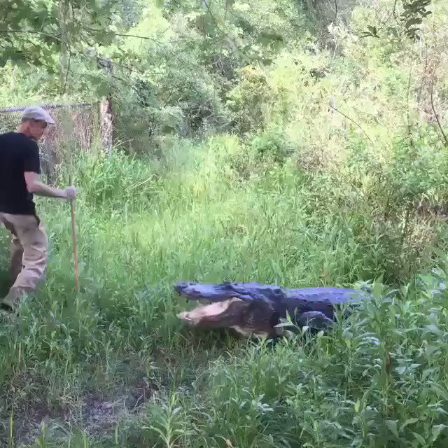 Gators Daily π On Twitter Dont Care Having Fun Taking My Gator