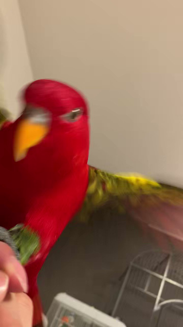 Hideaki Utsumi on Twitter: "Red birb🍅flapping https://t.co/bcfy4LzbkD @YouTube https://t.co ...