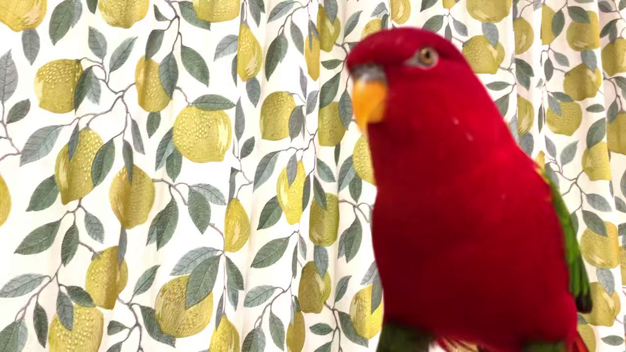 Hideaki Utsumi on Twitter: "Red birb🍅Today’s wuewuewuewue https://t.co/PDCsSpKsf7 @YouTube https ...