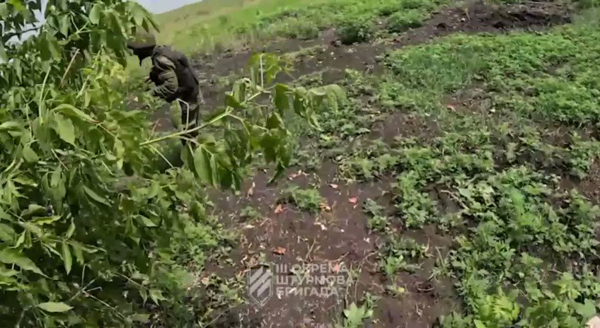 Kruku on Twitter: "Ostrożność przy braku jeńców zawsze jest wskazana, gdyż mogą sprawić ...