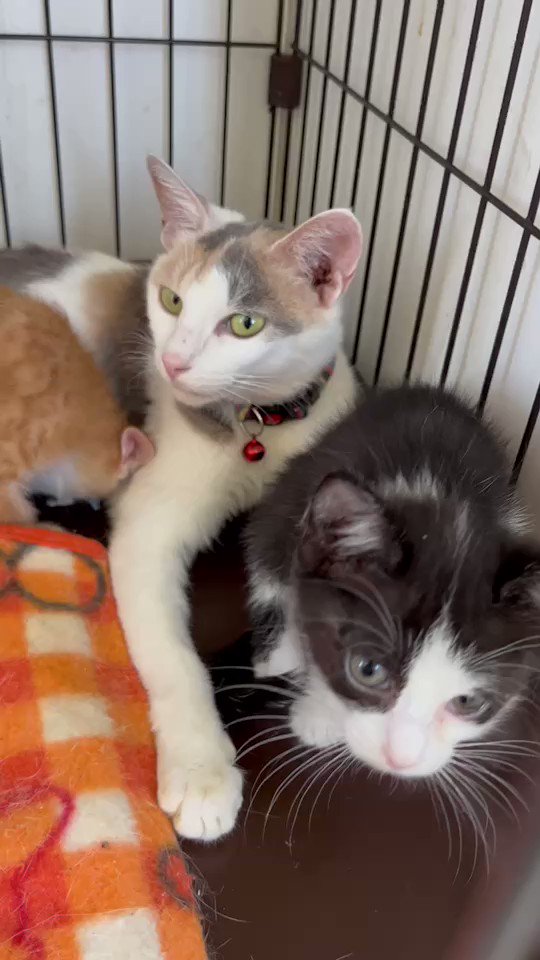 hinatabocco.k on Twitter: "みんな大きくなったね💕 https://t.co/bLt2nkJ6OW" / Twitter