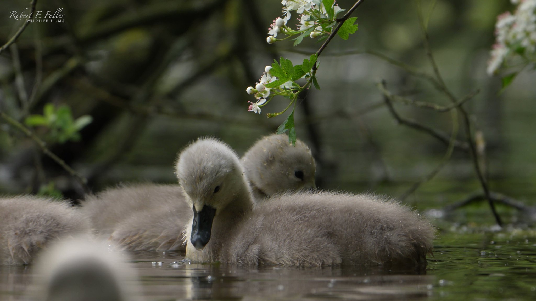 Robert E Fuller on Twitter: "Things get a bit bumpy for the swan cygnets when mum dives 🦢🐥🤣 ...