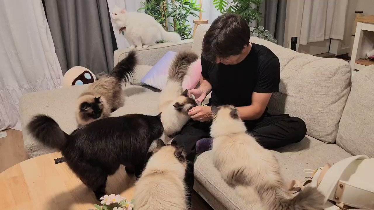 🍑 erisa (´･ω･`) on Twitter: "Pov you have six children and one jar of catnip https://t.co ...