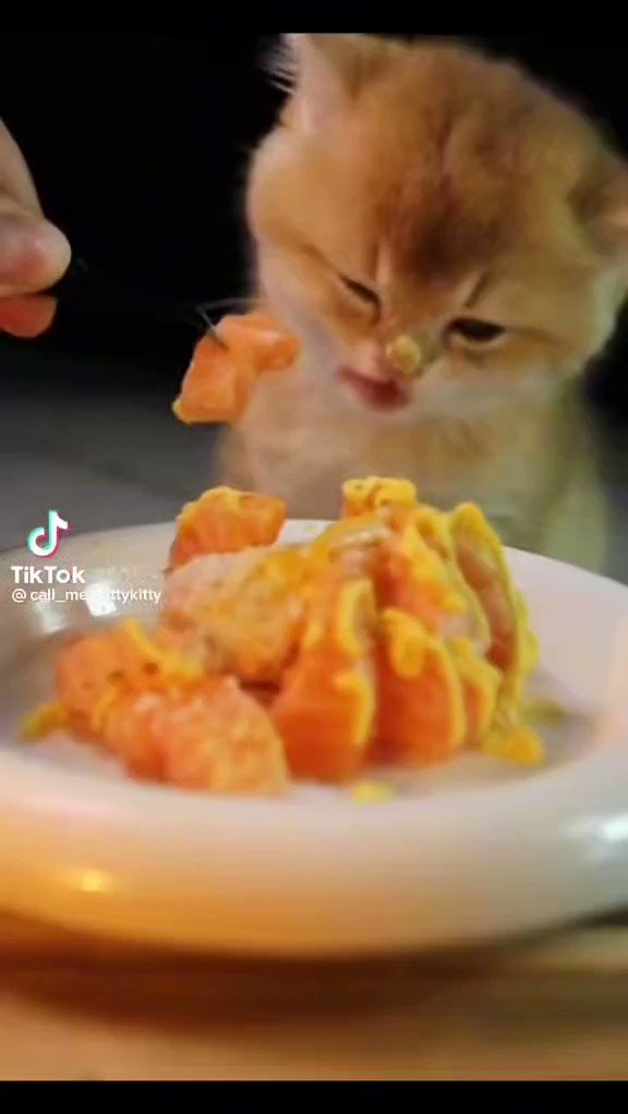 smol silly cat on Twitter: "https://t.co/VTMWbr63Uk" / Twitter