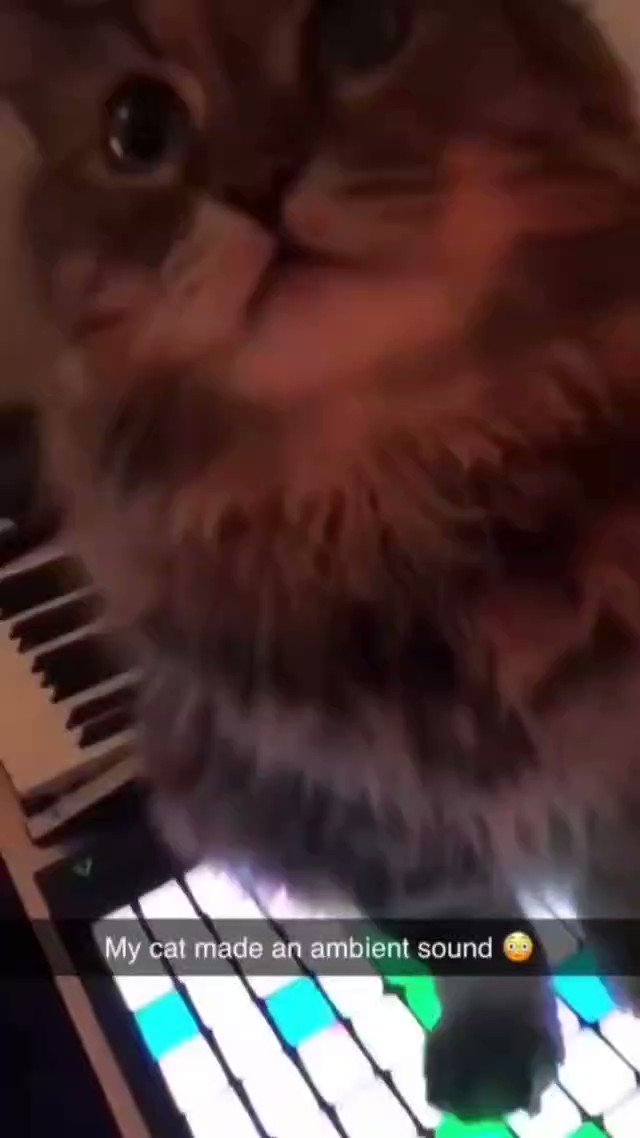 smol silly cat on Twitter: "https://t.co/fJcmRrxBO2" / Twitter