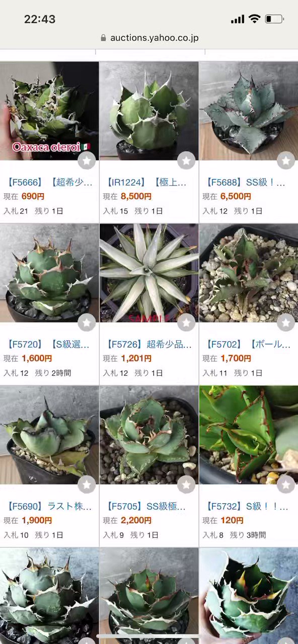 Setagaya plants market🪴 on Twitter: "🪴Yahoo auctions pickup🪴 ヤフオク1円出品中！URLからご覧いただけます！ https://t ...