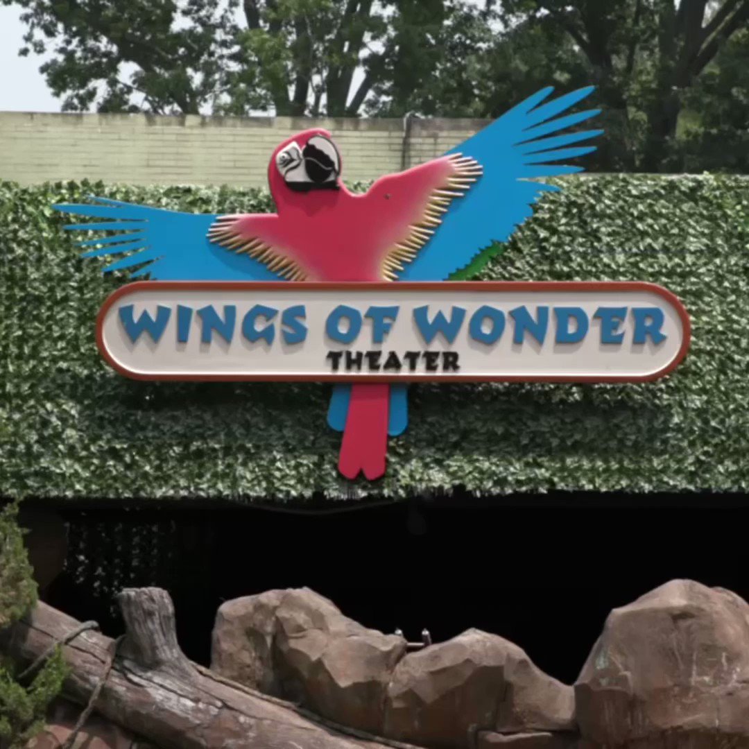 Cincinnati Zoo on Twitter: "Join us for an action-packed free-flight demonstration in the Zoo’s ...