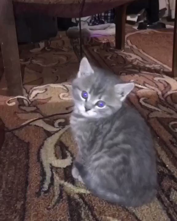 smol silly cat on Twitter: "https://t.co/Kk3YGtKrr4" / Twitter