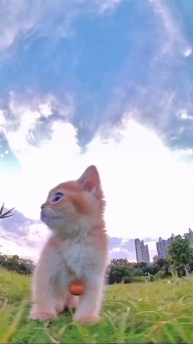 smol silly cat on Twitter: