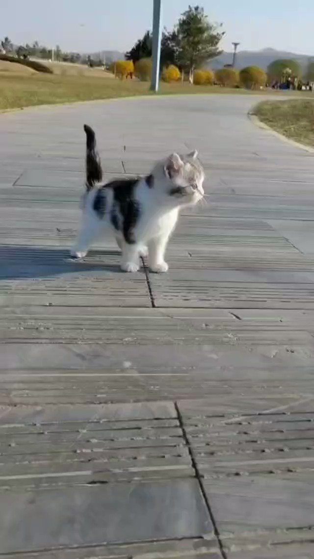 smol silly cat on Twitter: