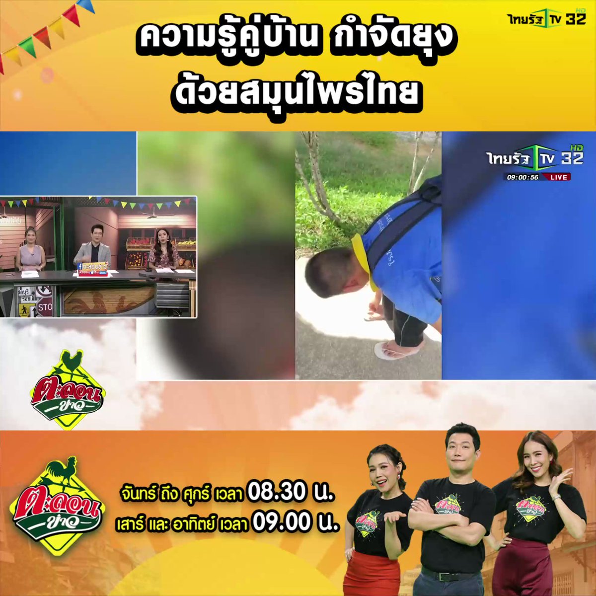 ThairathTV on Twitter: "ความรู้คู่บ้าน กำจัดยุงด้วยสมุนไพรไทย #ความรู้คู่บ้าน #กำจัดยุง #สมุนไพร ...