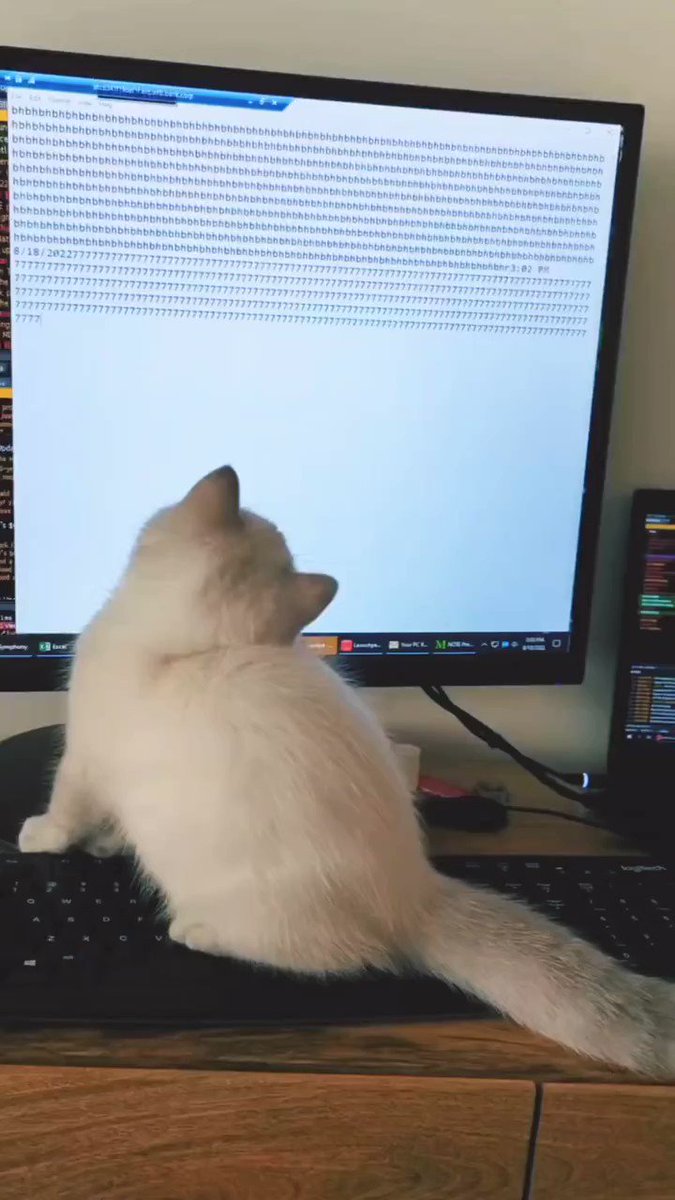 smol silly cat on Twitter: