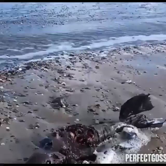 World War 3 on Twitter: "Corpse of a mermaid washed ashore #Mermaid #mermaids #Aliens"