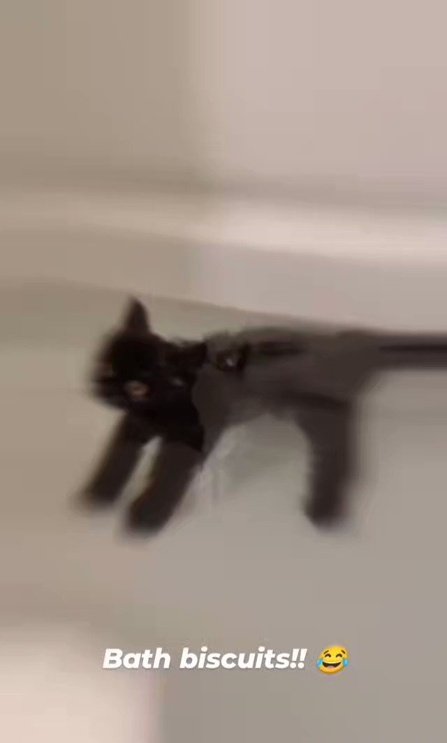 smol silly cat on Twitter: