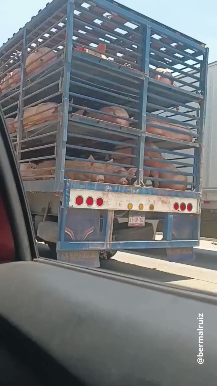 Vegan FTA on Twitter: Vegan FTA on Twitter: