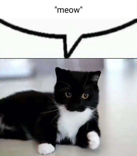 smol silly cat on Twitter: "https://t.co/mYR33dBHuO" / Twitter