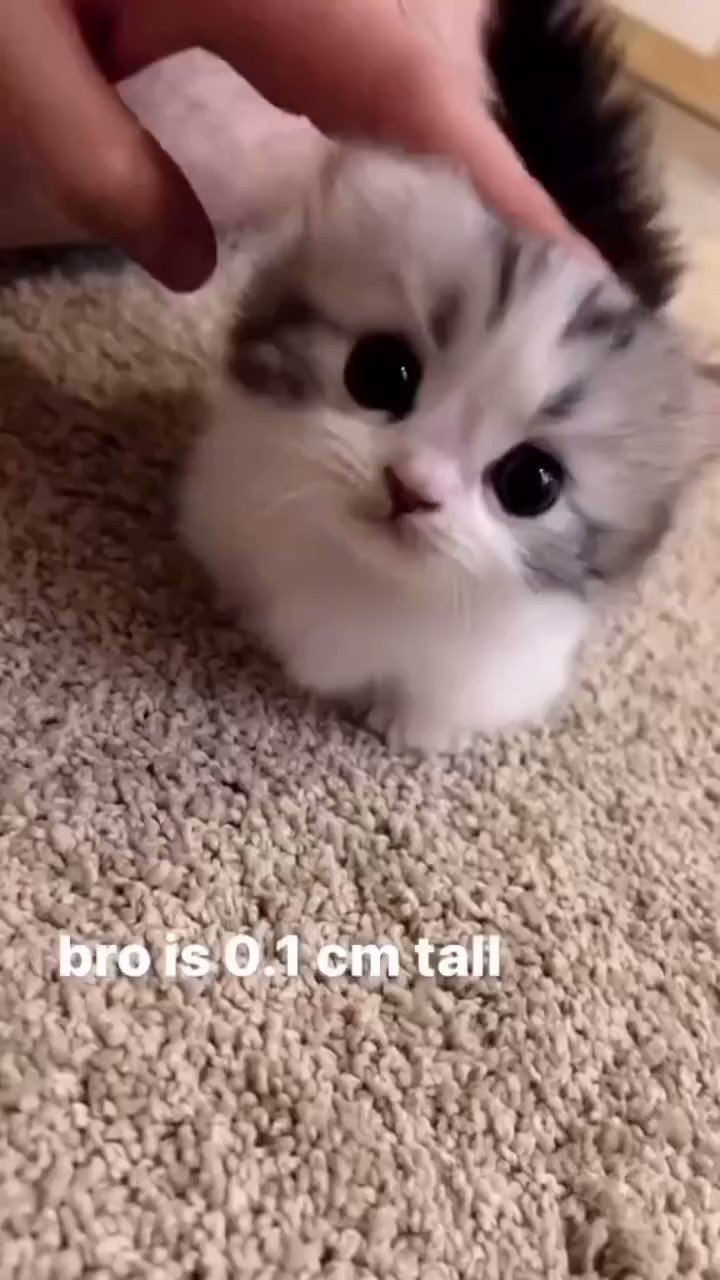 smol silly cat on Twitter: "https://t.co/k53SG4D6eF" / Twitter