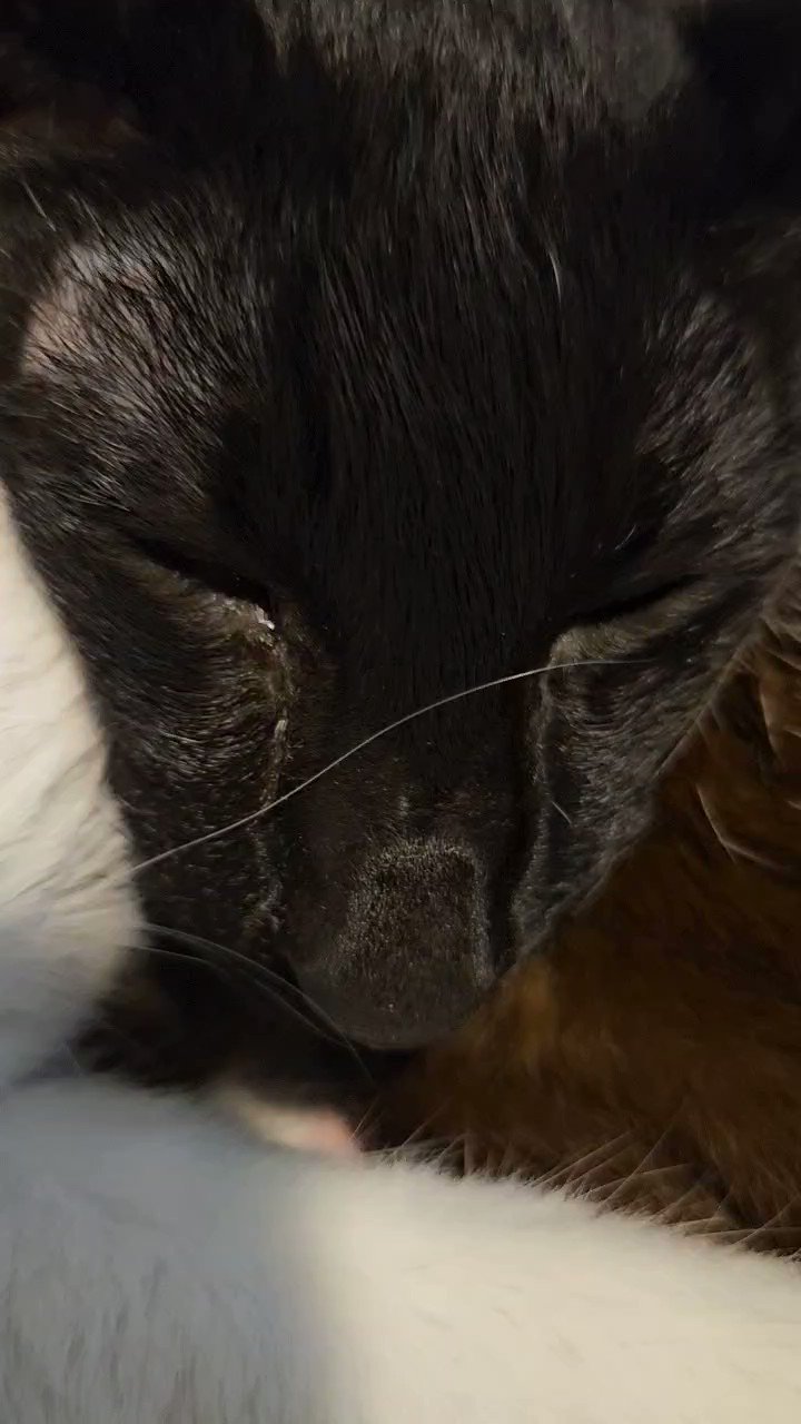 Catnip on Twitter: "Mum has asked us to be on our best behaviour. Apparently, there's a visitor ...