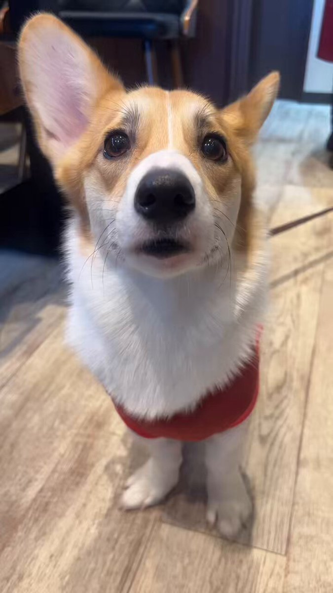 コーギーバンズバーガー🍔 (@CorgiBunsBurger) / X コーギーバンズバーガー🍔 (@CorgiBunsBurger) / X