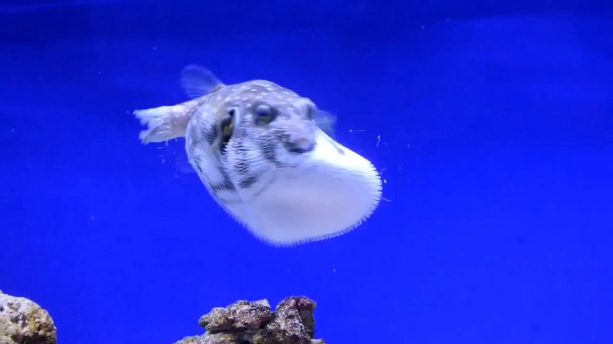 フグがしぼむ貴重な瞬間を撮影！ポヨポヨのお腹を震わせて小さくなっていく動画が興味深い「こんなふうに痩せたい」 Togetter [トゥギャッター]