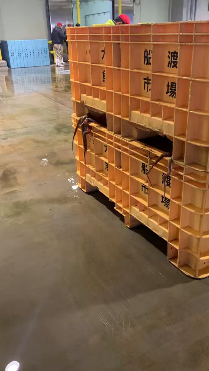 【動画あり】タコが脱走する動画が3.1万いいね [808139444]