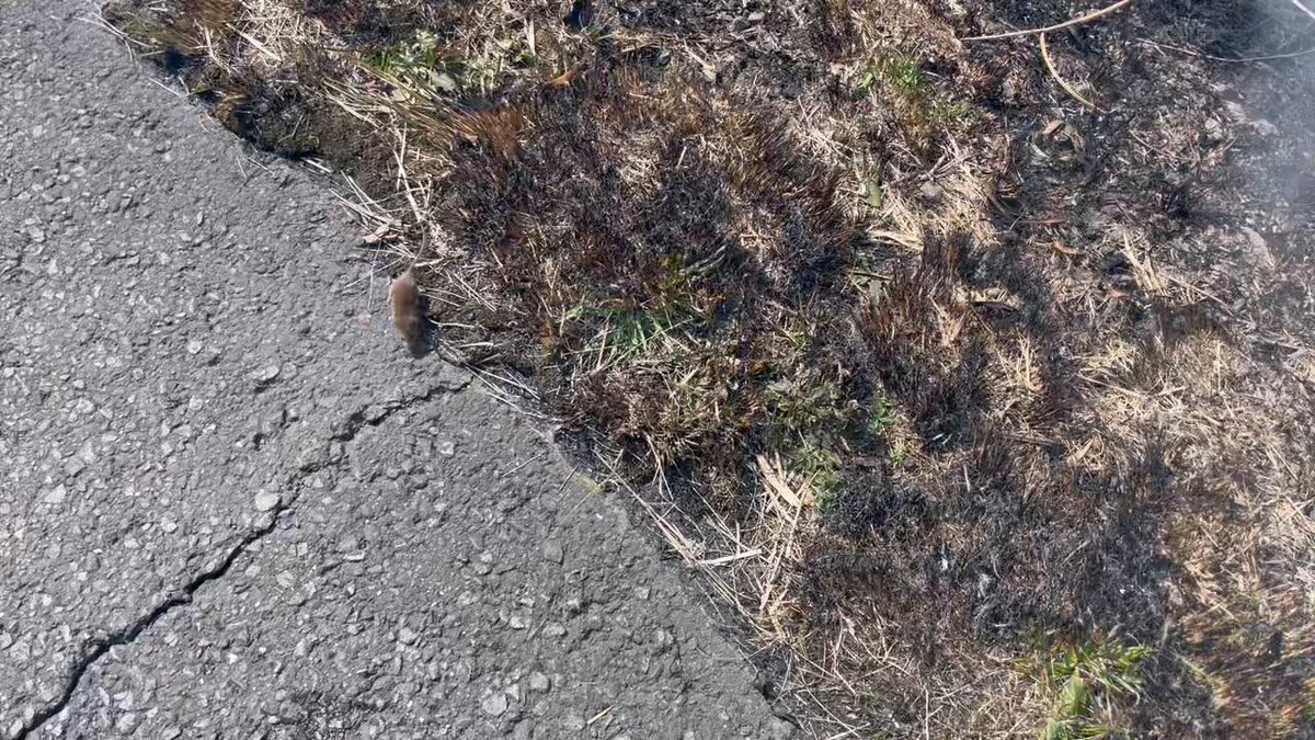 810の鳴き声コレクション2024・vol.45 - posfie