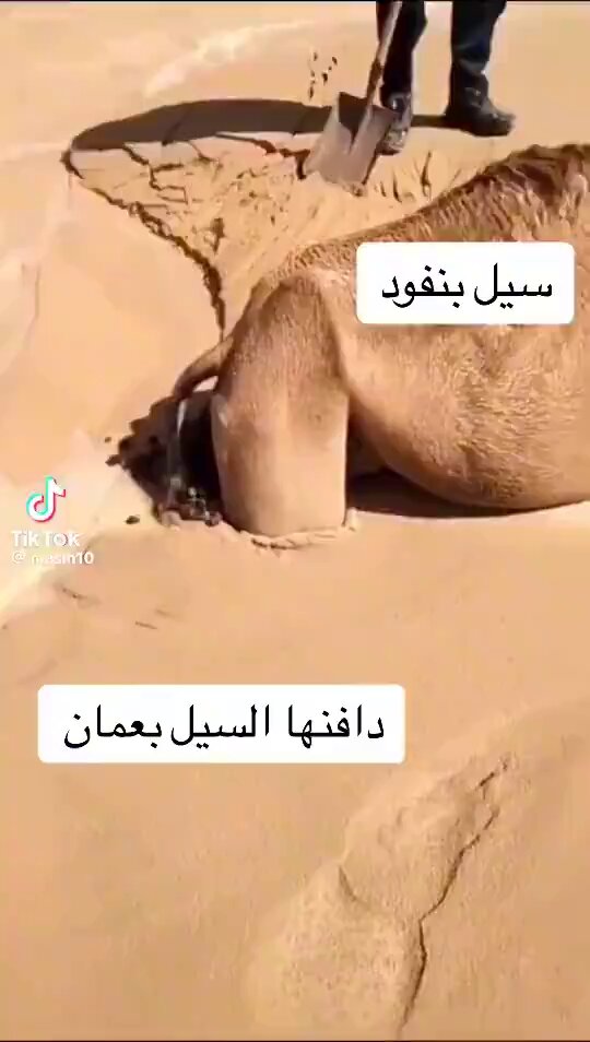 صحيفة المدينة فيديو لحظة انقاذ ناقة علقت في الرمال عقب السيول